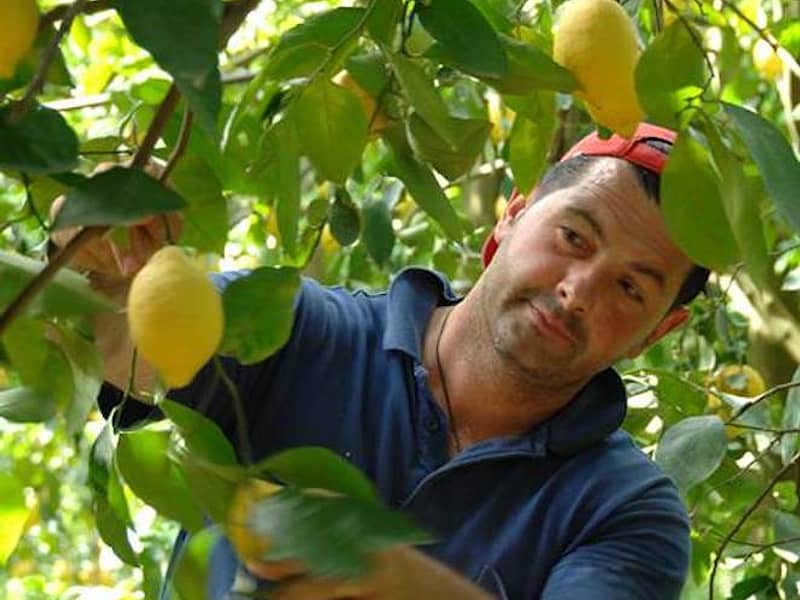 Nonno Mario Lemon Tour with Tasting - 2025 - Ristorante Lemò - Sorrento
